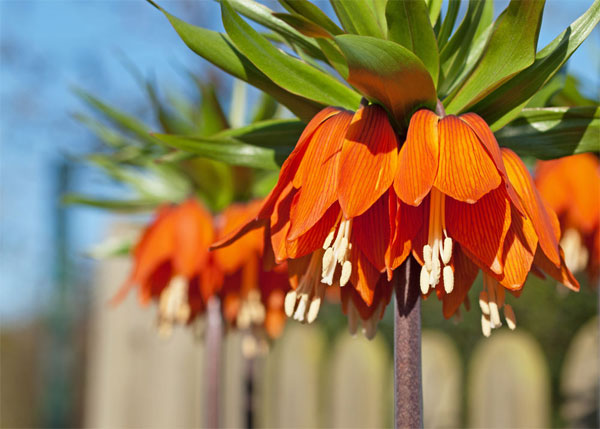 Garten- und Landschaftsbau, Gartenplanung Torsten Spilker